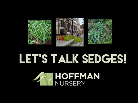 Let's Talk Sedges