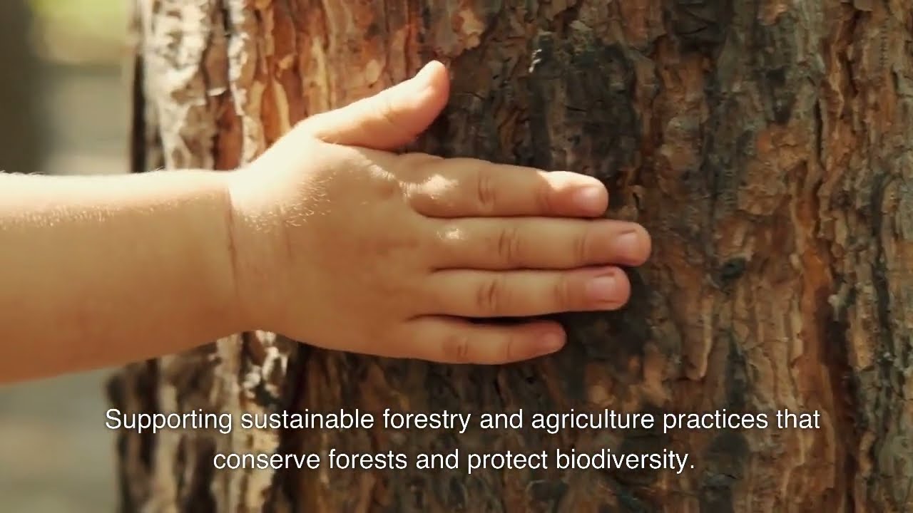 The impact of deforestation on climate change and solutions to reduce it