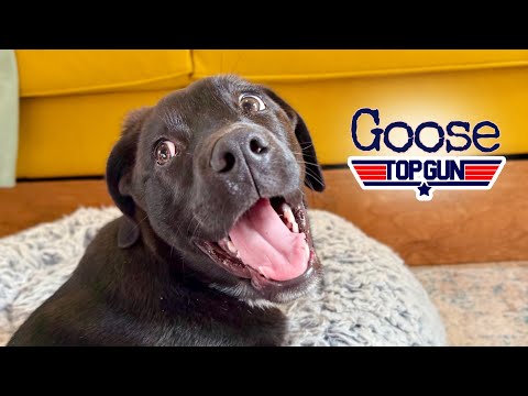 Dog for adoption - Goose Top Gun, a Pit Bull Terrier & Black Labrador ...