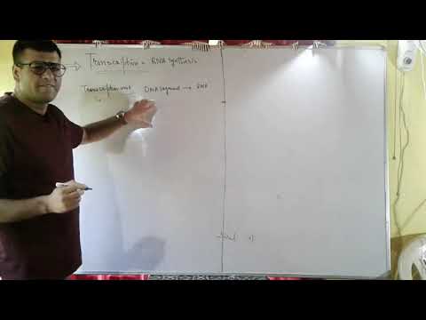 lecture 14. Transcription (RNA synthesis). Template and non template strand. Transcription unit.