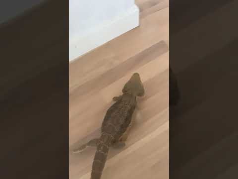 Call it lizard rhymes with gurg