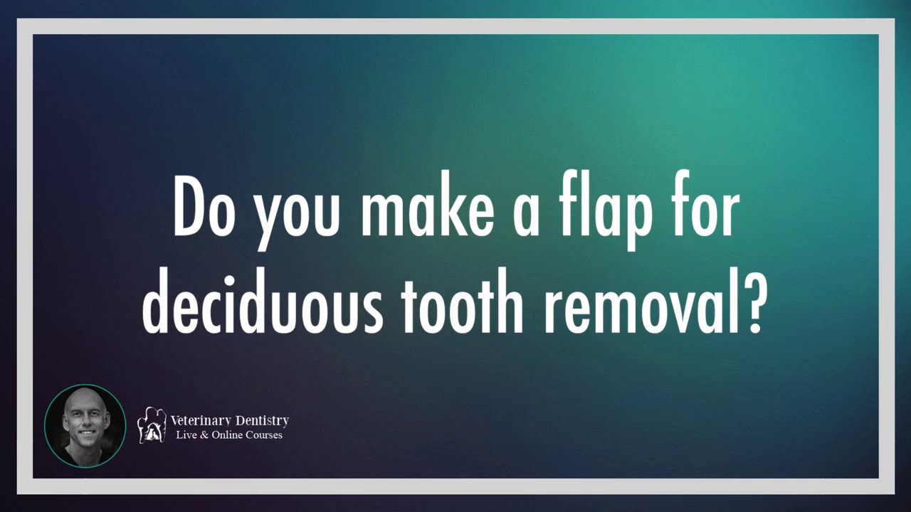 Veterinary Dentistry FAQ's: Do You Make a Flap for Deciduous Tooth Removal?