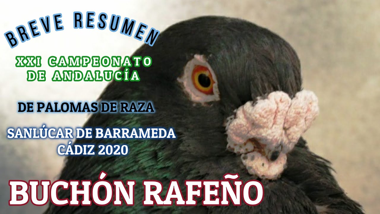 El Rafeño, palomo de cuello quebrado – La Palomeria