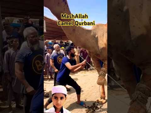 Camel Qurbani || ঊট কুরবানী ???????? #shorts #reels #ytshorts #cattlrupdate #bull #farming #animal