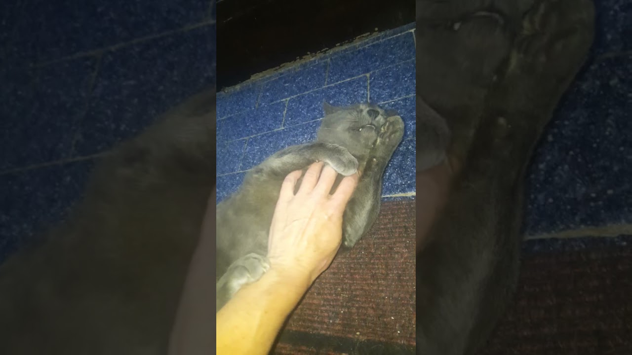 @maliso marko rus(4)