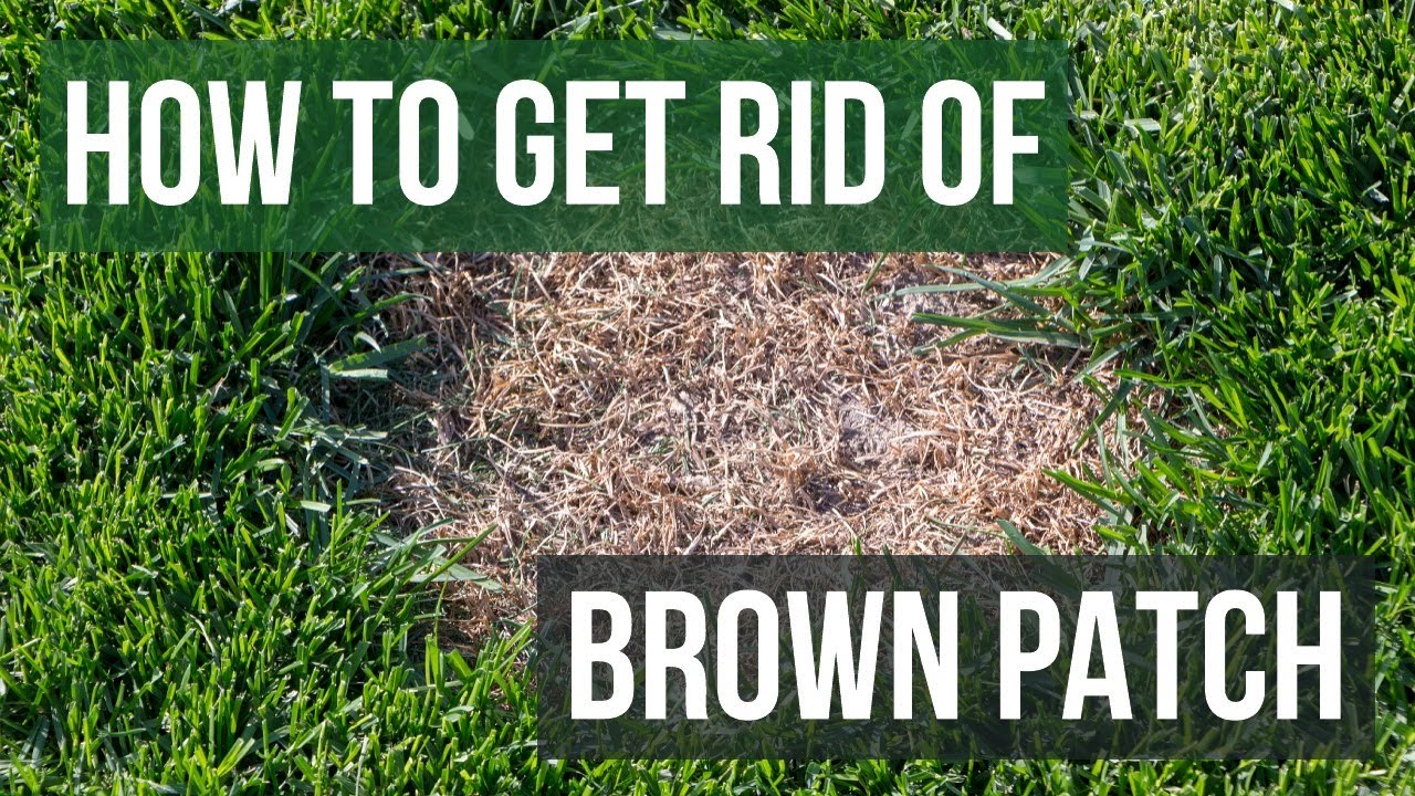 How To Control Brown Patch