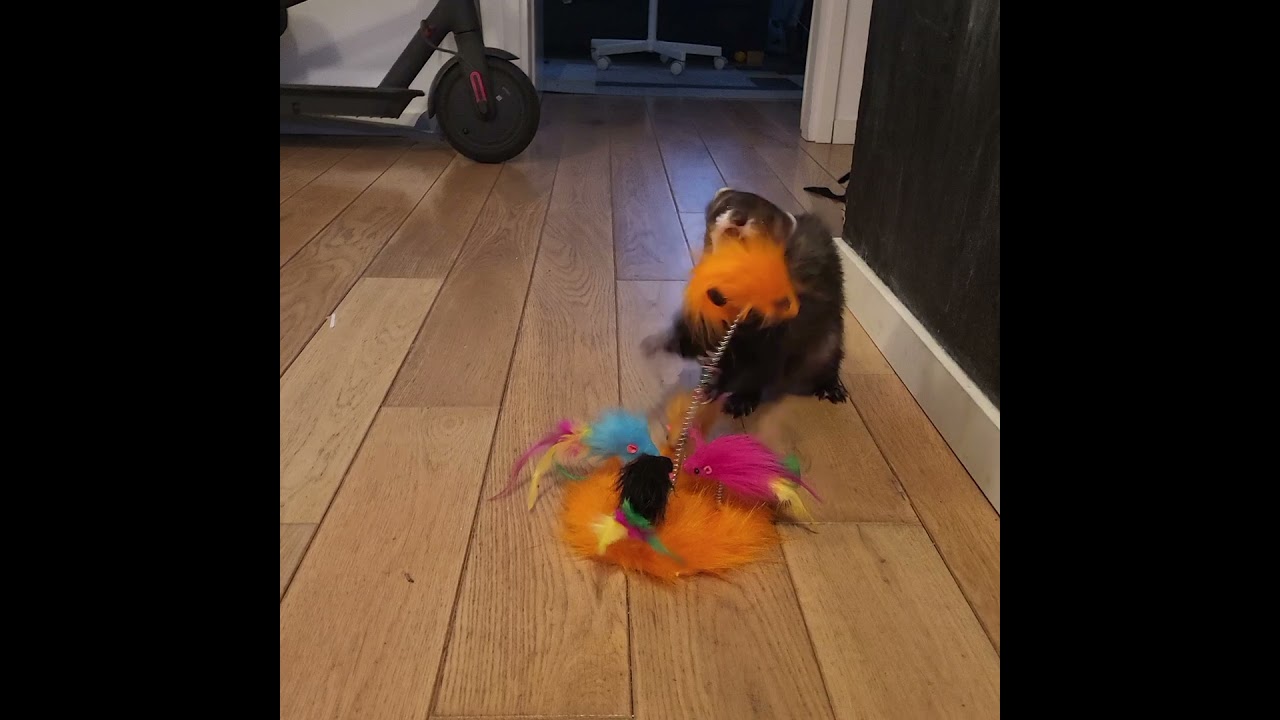 Ziggy the ferret- This toy is mine!