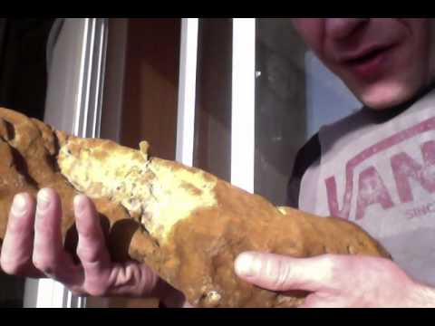 Ancient Placoderm Fossil