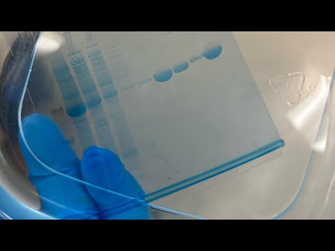 Quick note from the Bibel Lab 6: protein purifying finale