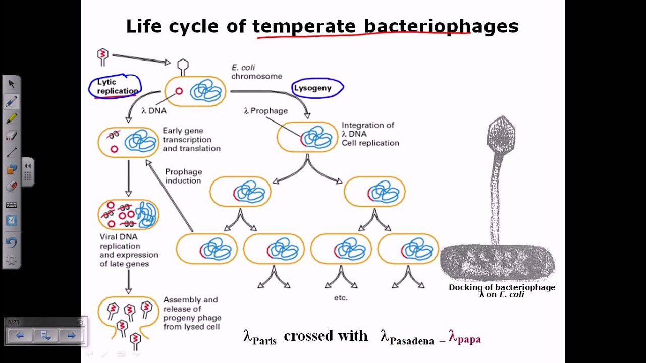 Lambda phage life cycle