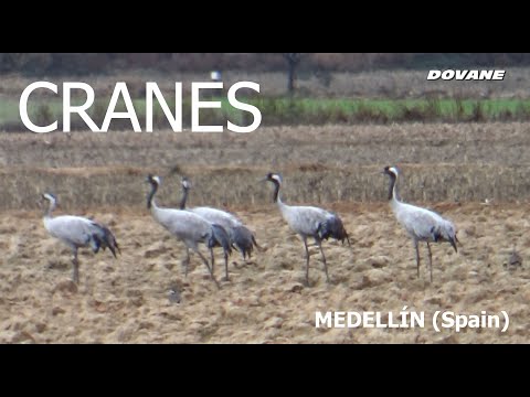 CRANES (Medellín – Spain)