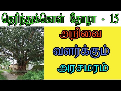 அறிவை வளர்க்கும் அரசமரம் || Special features of Peepal Tree in Tamil || அரசமரத்தடி பிள்ளையார் ||