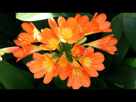 SCIENTIFIC NAME : Kaffir Lily Flower