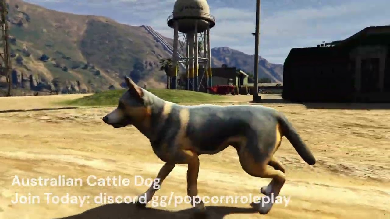 Australian Cattle Dog - Addon Ped - FiveM Releases - Cfx.re Community