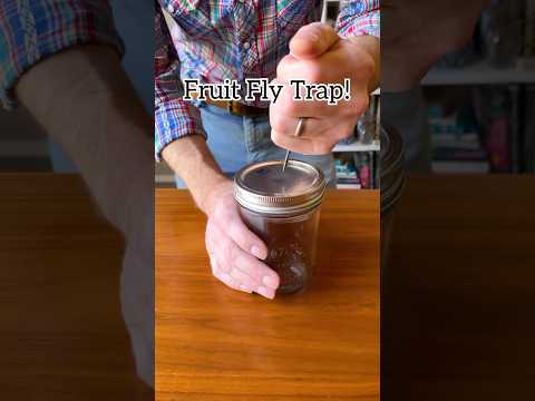 How to make a fruit fly trap! #PestControl #bugs #spring #hometips #cleaning
