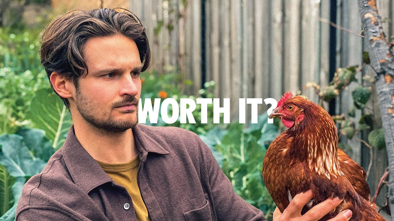 Backyard Chickens: 4 Important Lessons (Watch before you buy)