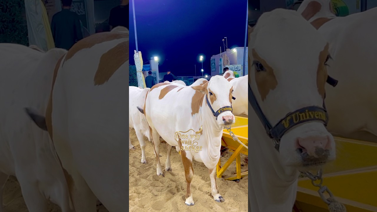 Natural beauty at its best || maweshi mandi #cow #beautifulanimal #bull