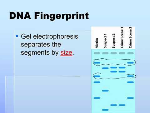 Gel Electrophoresis and DNA fingerprinting (basic high school biology)