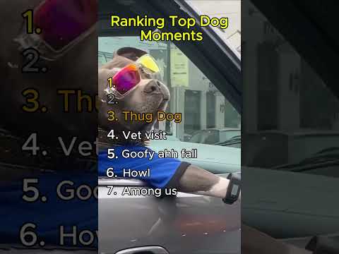 Ranking the FUNNIEST Dog Memes Ever ๐๐ถ #shorts