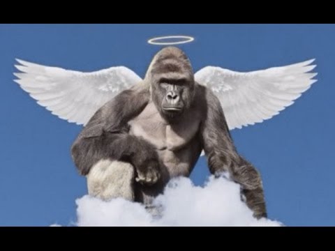 Steam Community :: Video :: TRIBUTE TO HARAMBE! (MY FIRST ANIMATION)