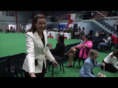 Champion Welsh Corgi takes Best in Show at 57th annual International Dog Show