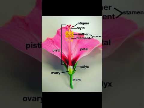 Parts of Flower | Sexual reproduction in Flowering Plants