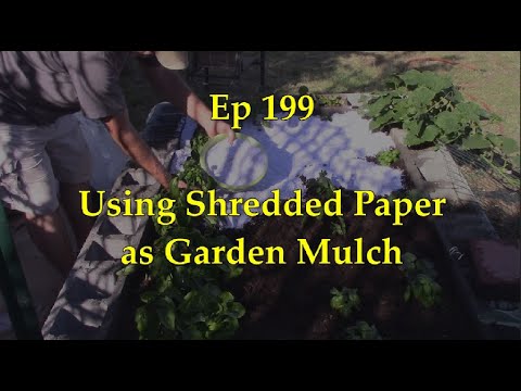 VermiBag Ep 199 Using Shredded Paper for your Garden Mulch