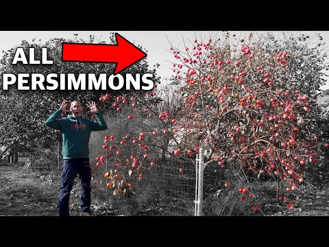 How to Grow a Persimmon Tree, Complete Growing Guide!