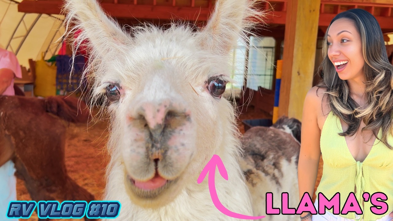 Visiting a Llama Sanctuary in BC 🦙 RV Vlog #10
