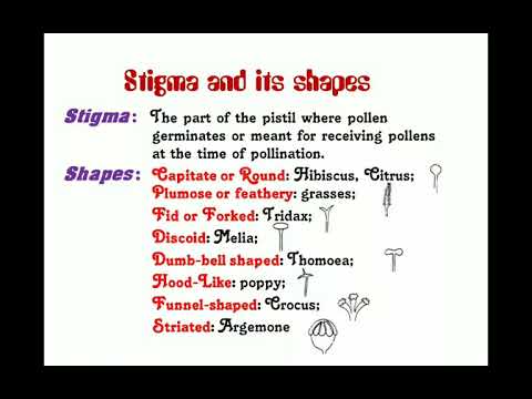 Different shapes of stigma | Stigma in flower | types of stigma in flower parts | stigma diagram |