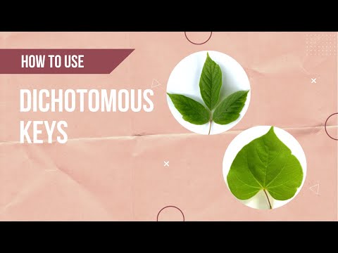 How to Use Dichotomous Keys