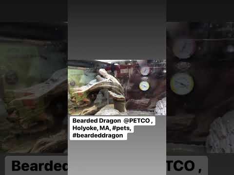 Bearded Dragon @PETCO , Holyoke, MA, #pets, #beardeddragon