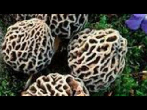 2025 Early Missouri morel mushroom hunting secrets you never heard before