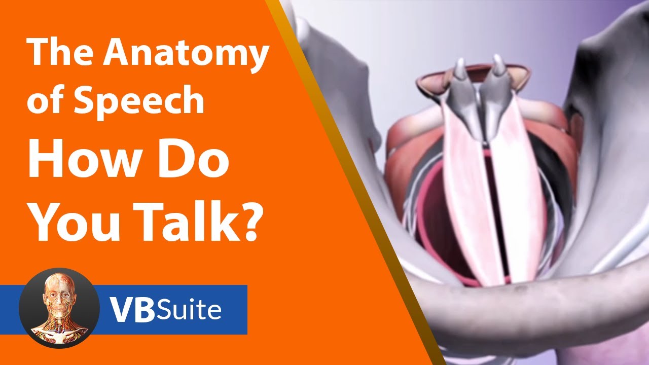 The Anatomy of Speech: How Do You Talk?