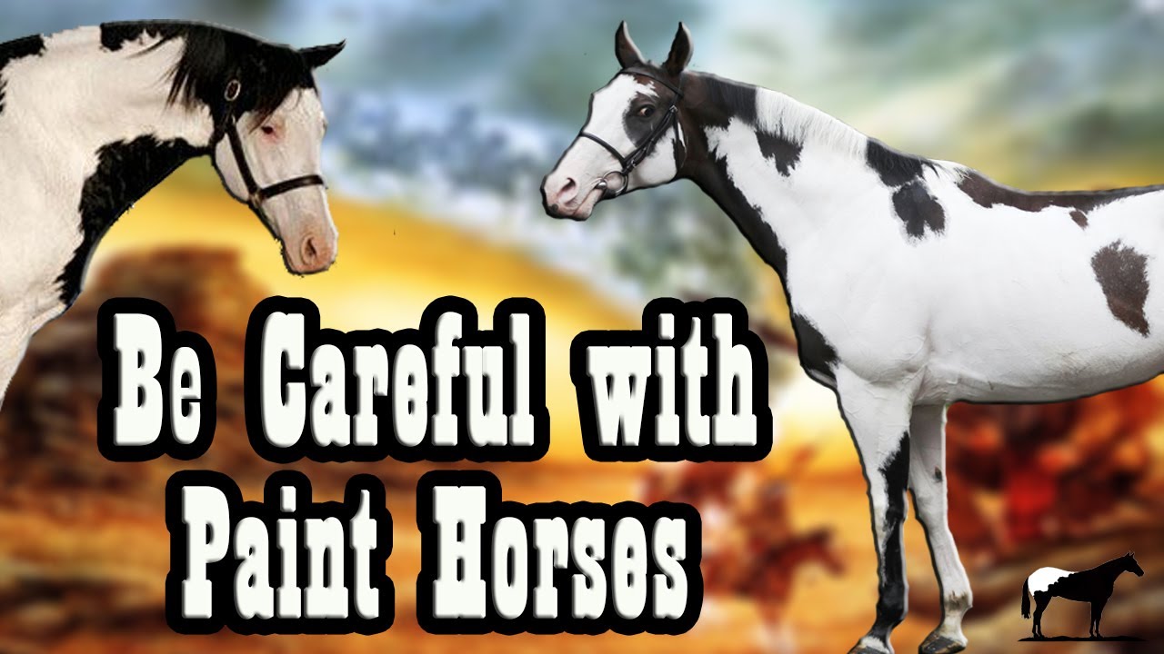 American Paint Horse -You Should Never Cross this Horses!! (Overo Frame) 🐴-Del Cerro Soy - English