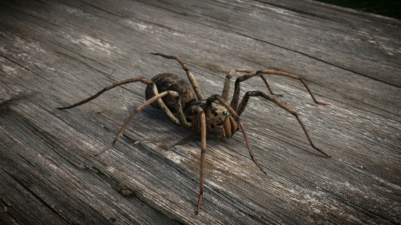 3D Wolf spiders rendering Blender