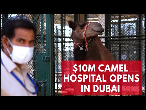 Dh40 million Dubai Camel Hospital officially opens in Marmoun | KASKUS