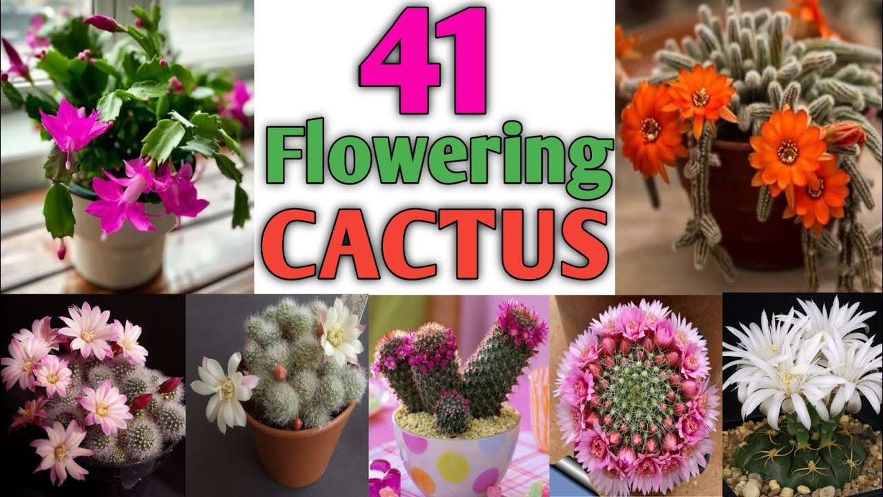 41 Flowering Cactus Plant varieties | Cactus types with flowers | Plant and Planting