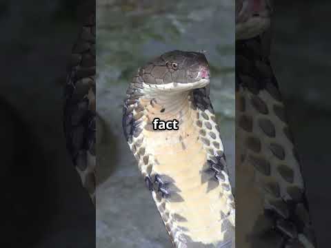 Cottonmouth Snake or Water Moccasin Fast Facts