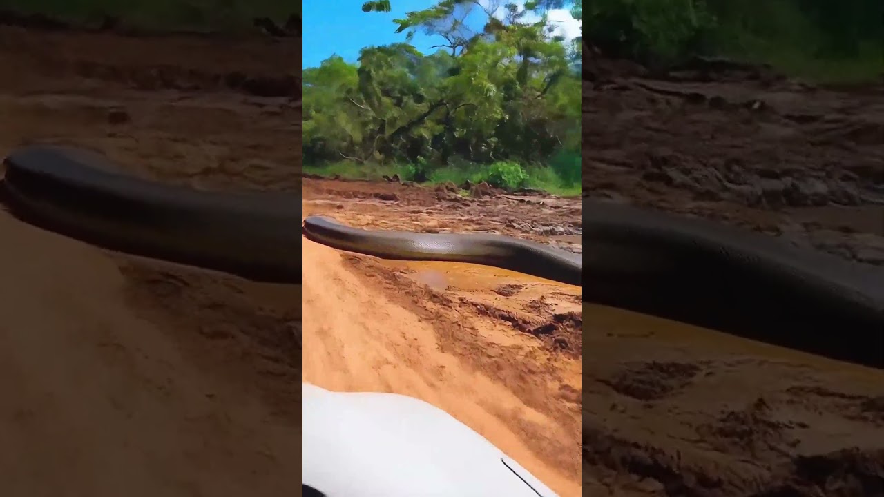 anaconda é vista na transamazônica #viral #amazonia #sucuri #cobra #anaconda