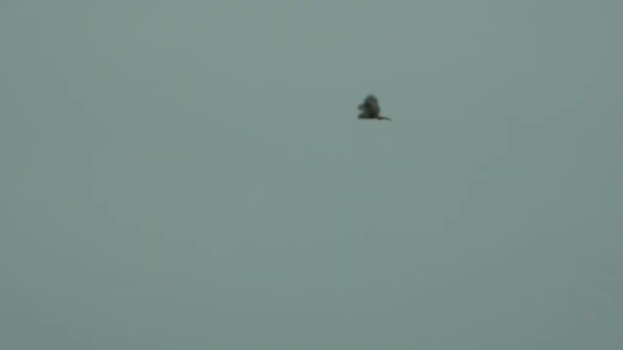 Rough-legged Hawk Searching for Prey