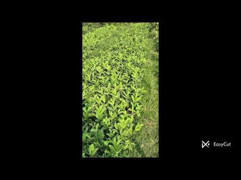 All plant Indian nursery plant lipda Chatra Jharkhand pin code-825401 mobile number-8757599343