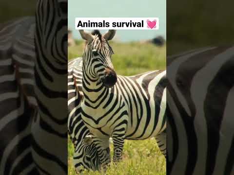Zebra kawin Run for life Animal Survival documentary in one minute #shorts #animals #animal