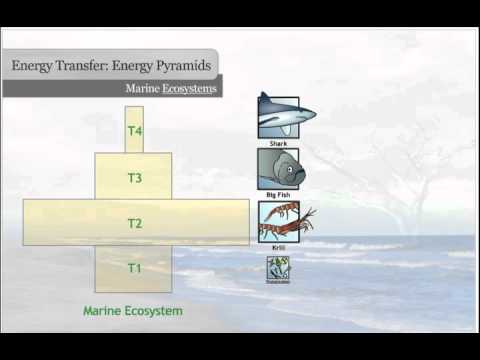 The Marine Ecosystem