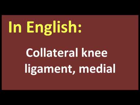 Collateral knee ligament, medial arabic MEANING
