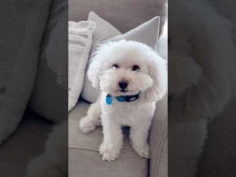 AirTags will track more than your keys and wallet! AirTag for Dogs! #foryou #kahlatalk #kahlatech