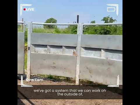 Stay safe when handling cattle