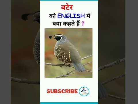बटेर को इंग्लिश में क्या कहते हैं? bater in English / bater ki English kya hai #english