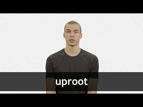 UPROOT - Learn the Meaning, Synonyms & Translations | Collins English ...