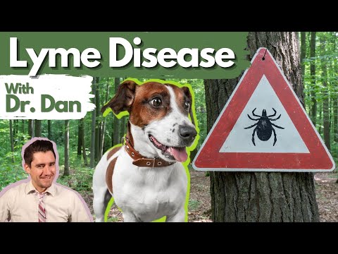 Lyme disease in the dog. Dr. Dan explains Lyme disease
